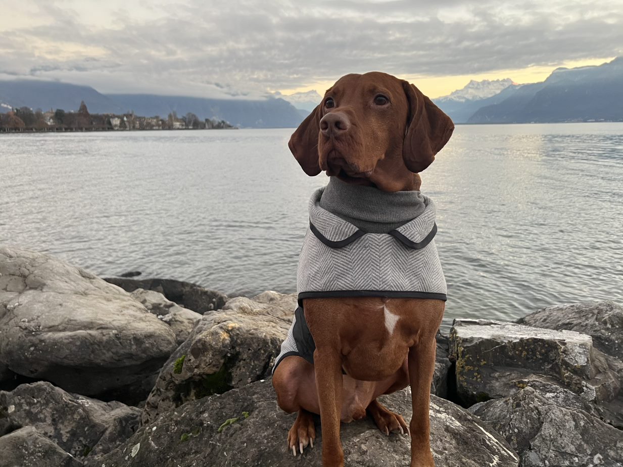 ‘Rizzo’ Dog Coat - Dudley & co